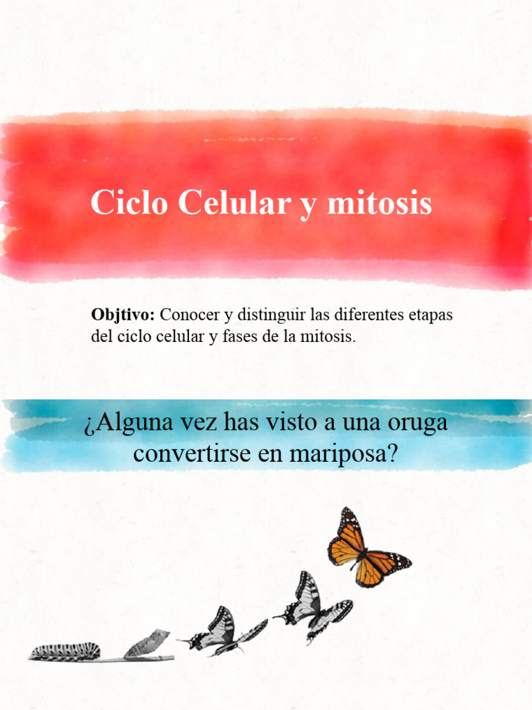 Ciclo Celular y Mitosis | PDF | Mitosis | Ciclo celular