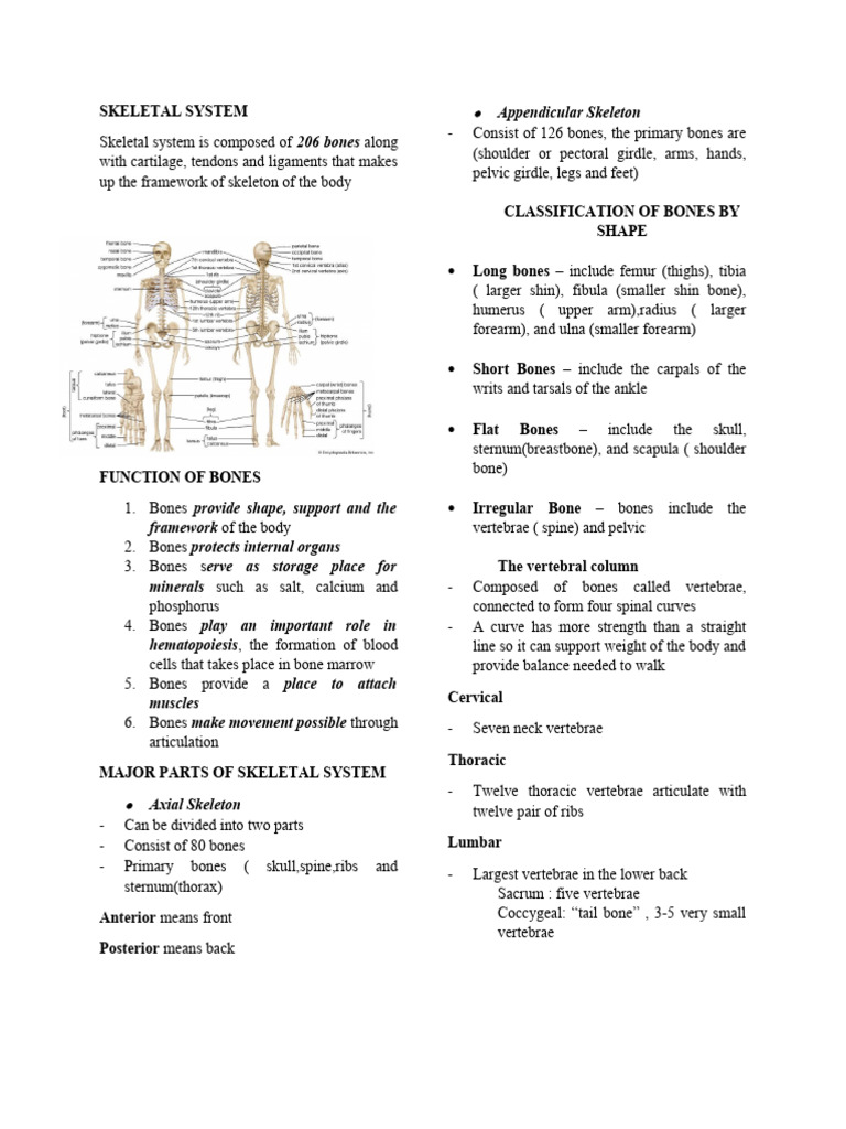 Skeletal System | PDF | Skeleton | Vertebral Column