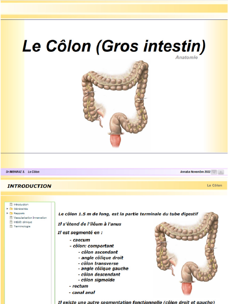 9 Côlon | PDF