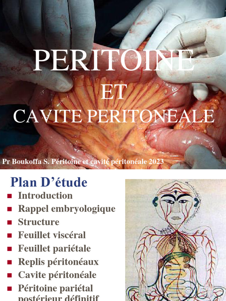 Anatomie du péritoine et cavité péritonéale | PDF | Péritoine ...