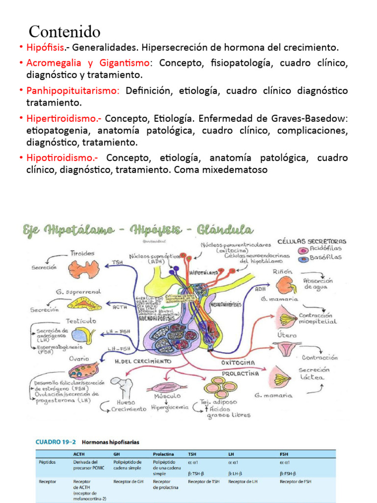 Endocrinologia | PDF | Glándula pituitaria | Sistema endocrino
