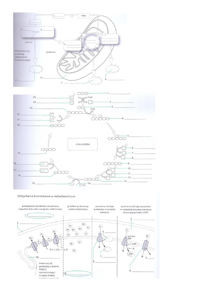 23 Utl - Biol CW | PDF