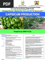 Cabbage Production JICA | PDF | Plant Nursery | Cabbage