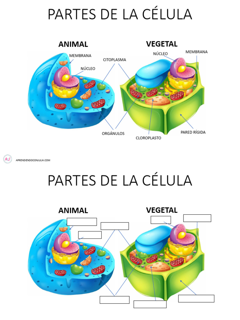 Partes de La Célula (1) | PDF