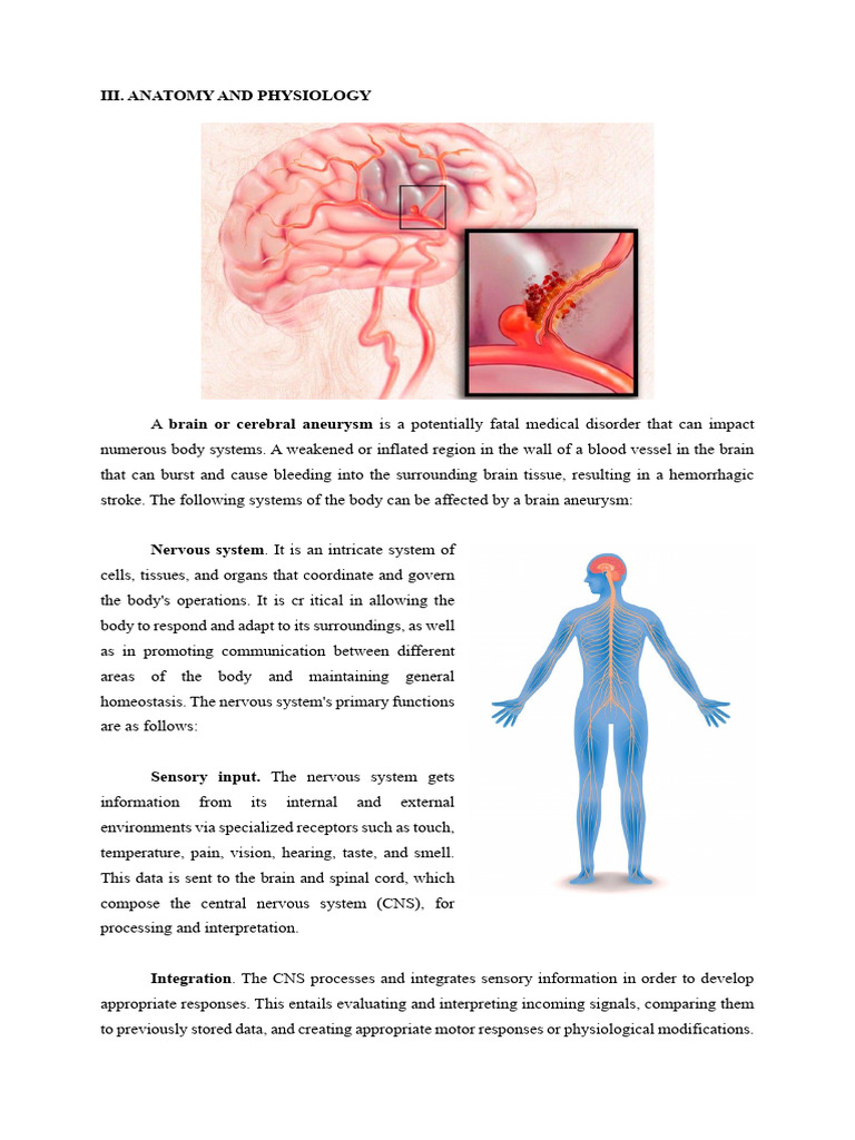 Cerebral Aneurysm - Anaphy | PDF | Nerve | Central Nervous System