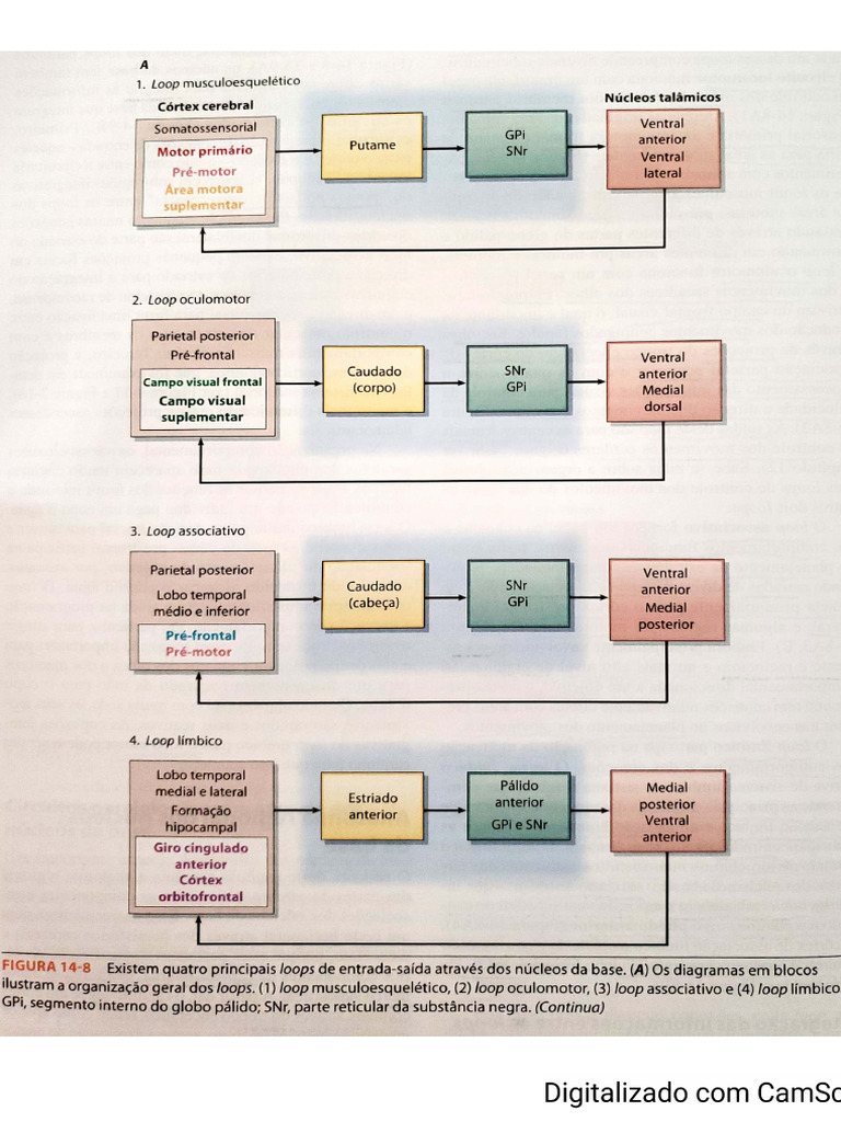 Alças anatomofuncionais dos núcleos da base e estruturas associadas | PDF