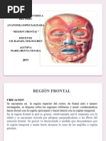 1 Region Superciliar | PDF | Cráneo | Anatomía humana