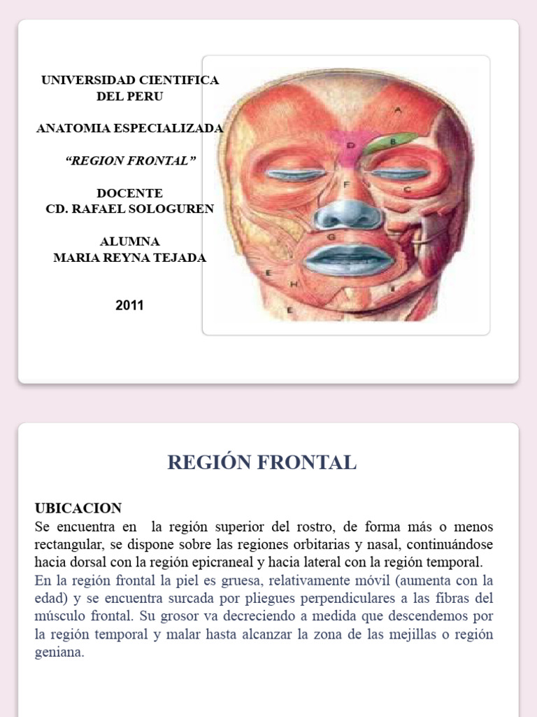 Anatomía de la Región Frontal | PDF | Sistema musculoesquelético | Anatomía