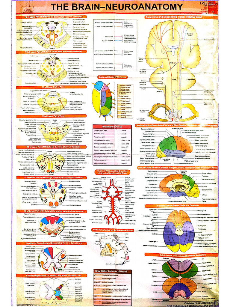 Brain Neuroanatomy | PDF