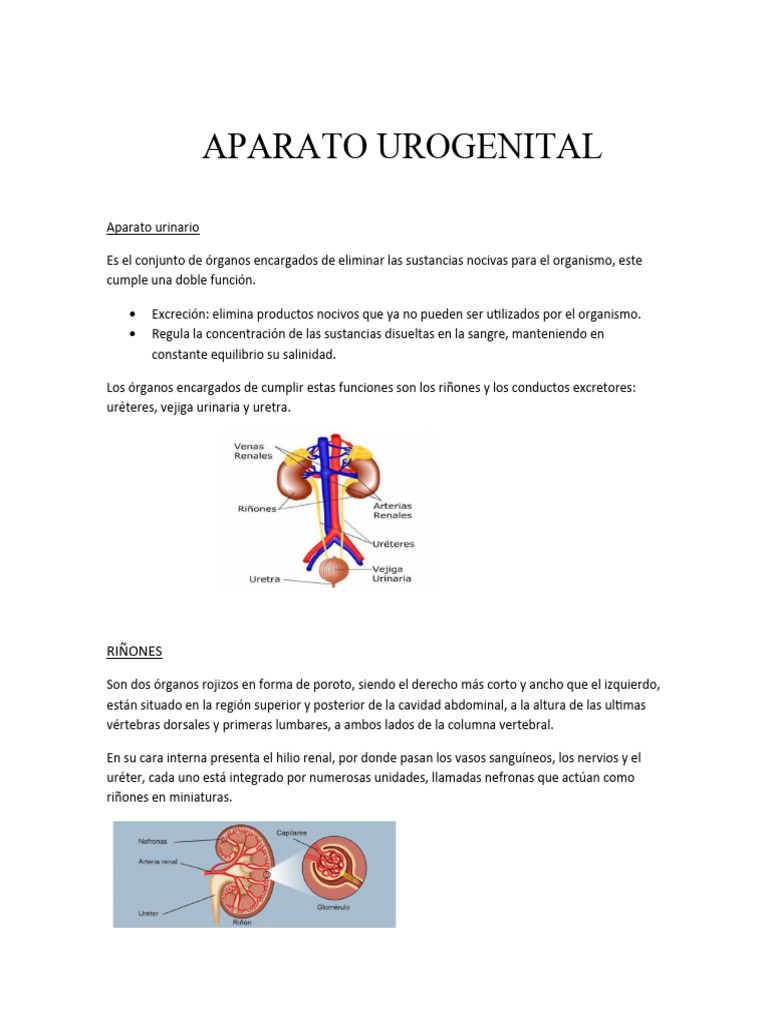 Aparato Urogenital Word | PDF | Riñón | Sistema reproductivo