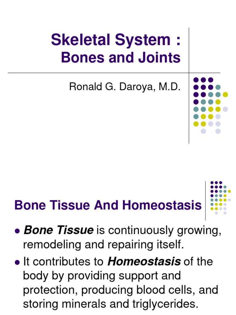 Skeletal System | Download Free PDF | Anatomical Terms Of Motion | Bone
