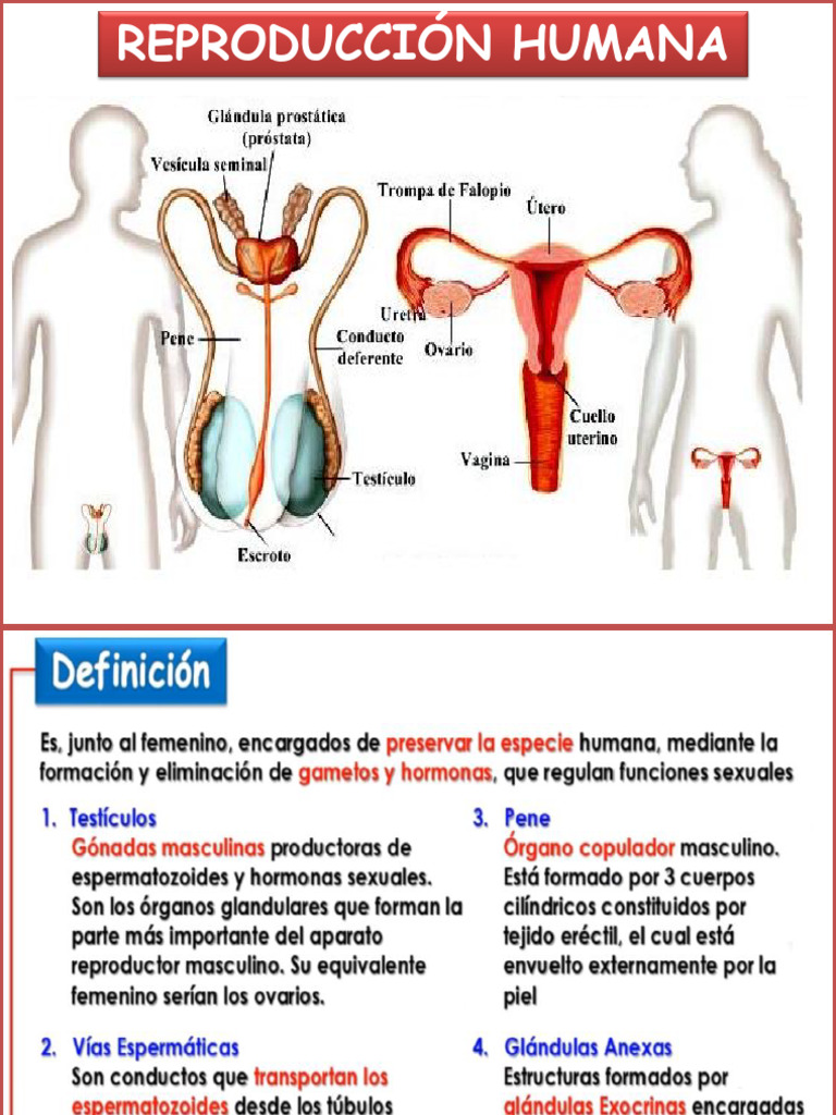 Aparato Reproductor Humano | PDF