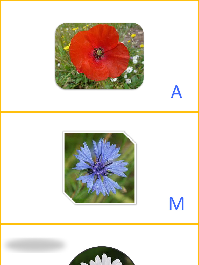 Pix Fleurs | PDF