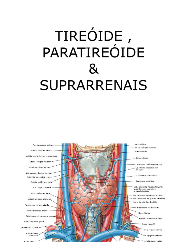 Professor Josiel Oliveira - Tireã Ide, Paratireã Ide & Adrenais | PDF ...
