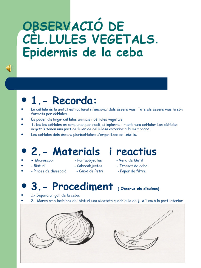 Cel - Lula Vegetal | PDF
