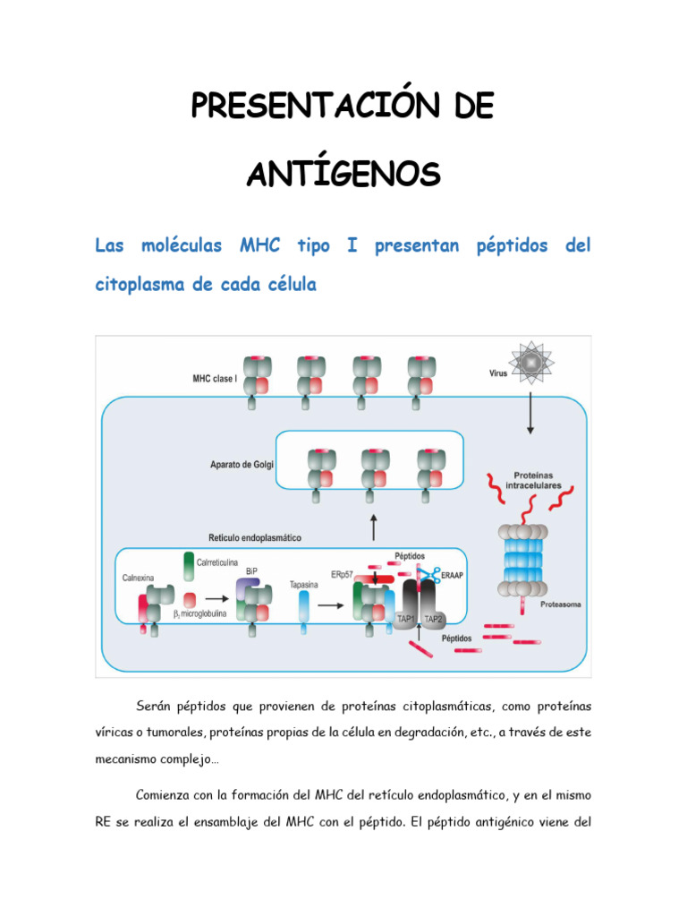 Presentación de Antígenos | PDF | Complejo mayor de histocompatibilidad | Citoplasma
