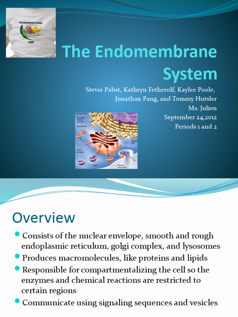 The Endomembrane System | PDF | Endoplasmic Reticulum | Cell Nucleus