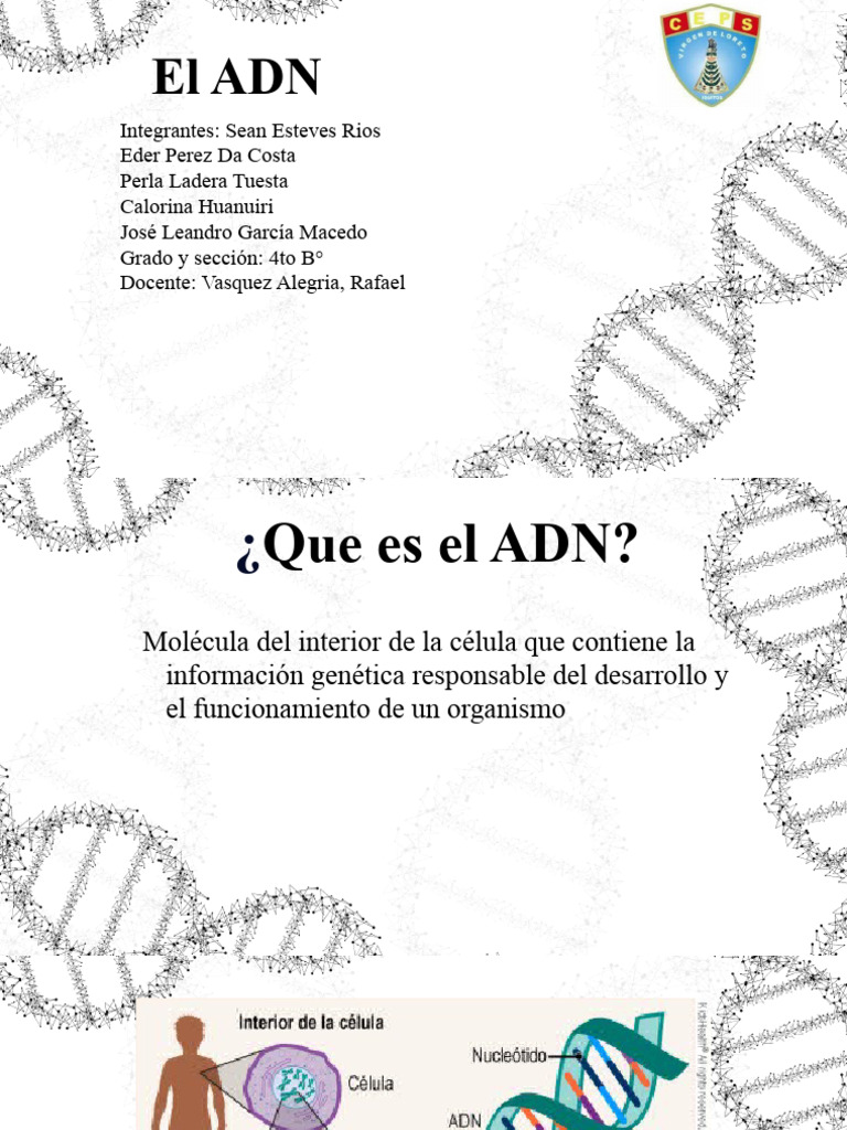El ADN | PDF | Nucleótidos | Adn