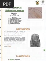 Parascaris Equorum. 2 | PDF | Caballos | Équidos