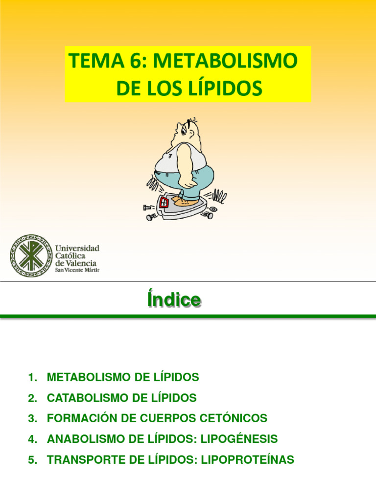 TEMA 6. Metabolismo lÃ­pidos-1 | PDF | Lípido | Lipoproteína