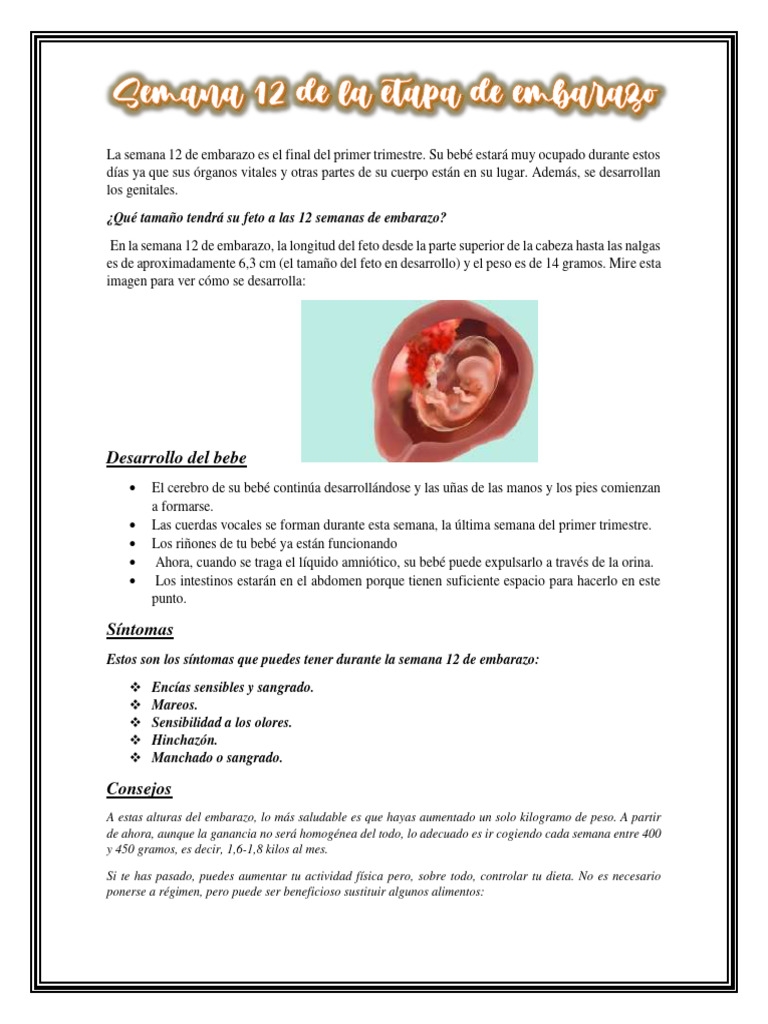 Semana 12 de Embarazo: Desarrollo y Consejos | PDF | El embarazo | Feto
