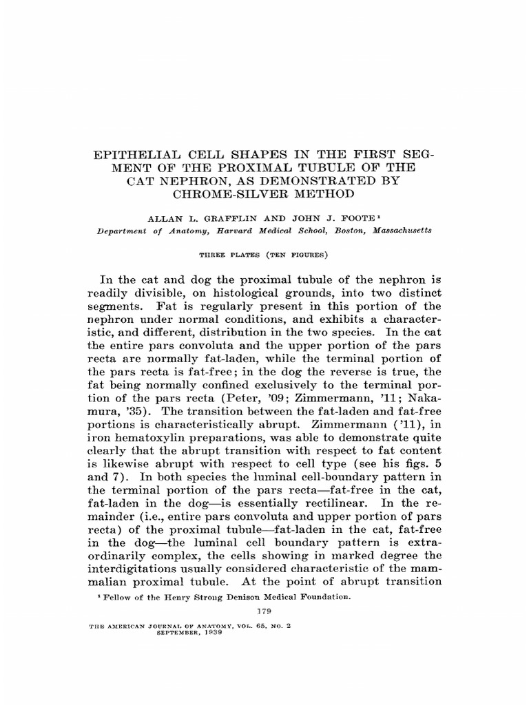Grafflin 1939 | PDF | Kidney | Animal Anatomy