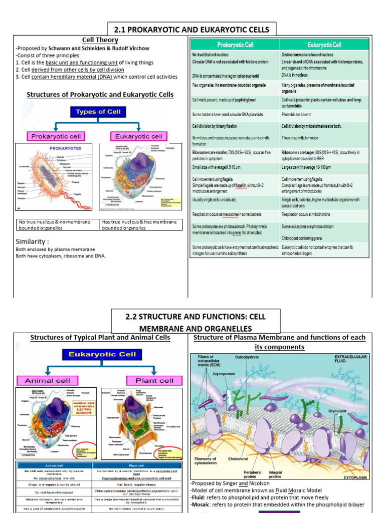 BIO C2 @notastpm04 | PDF | Epithelium | Endoplasmic Reticulum
