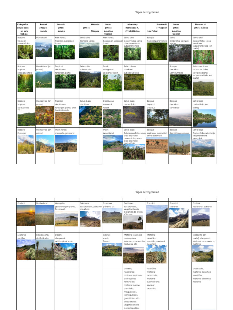 Vegetacion Cap 9 Cuadro | PDF | Selva | Ciencias de la Tierra