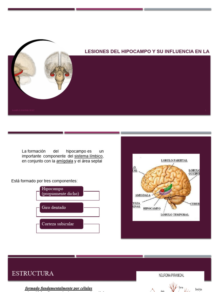 Lesiones del Hipocampo y Rehabilitación | PDF | Hipocampo | Cerebro