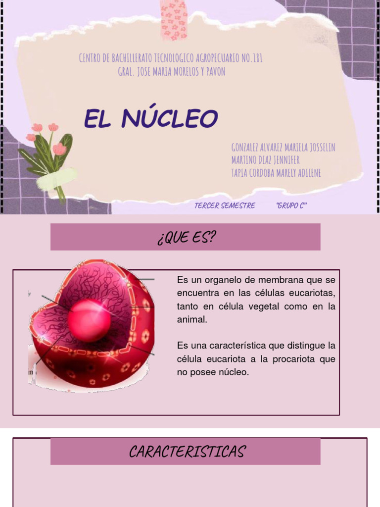 El Núcleo Celular: Función y Enfermedades | PDF | Nucleo celular ...
