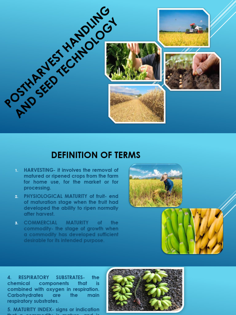 Postharvest Handling and Seed Technology | PDF | Vegetables | Fruit