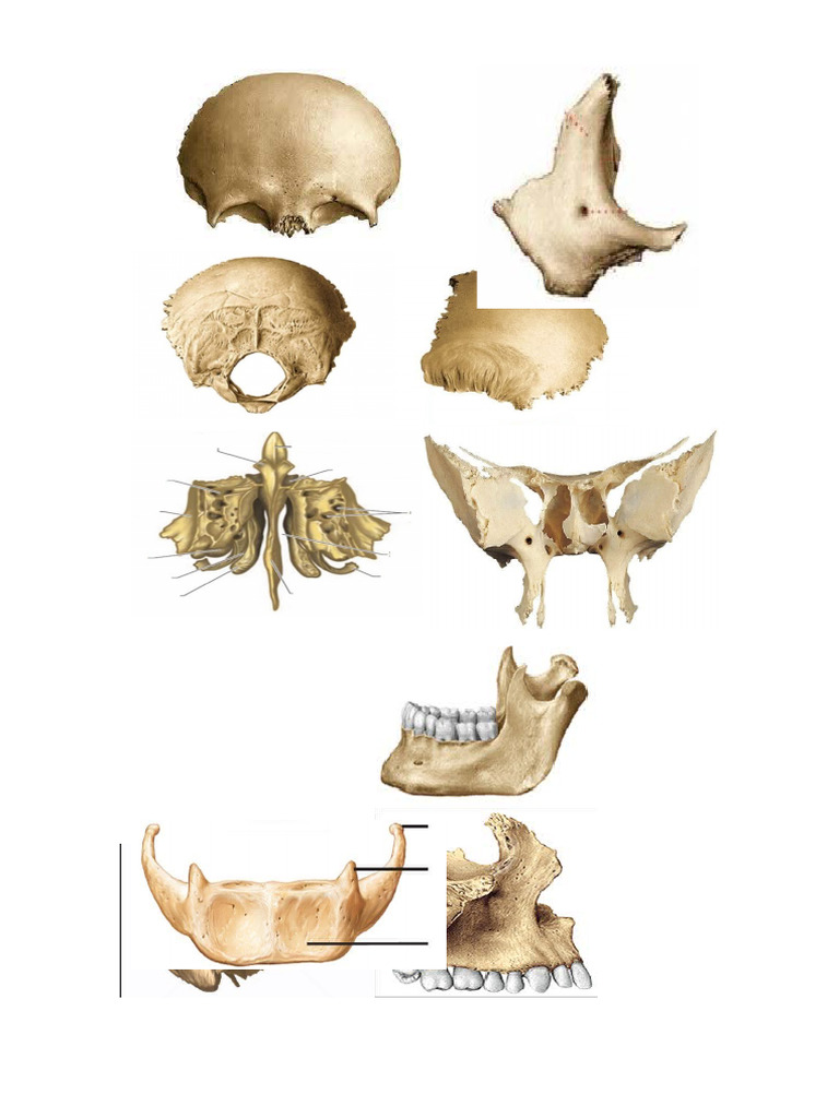 Anatomia Huesos 02 Pdf