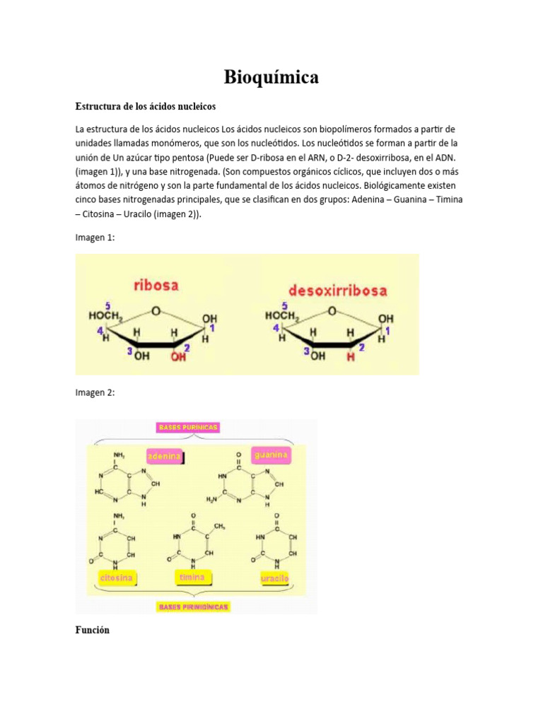 Bases Nitrogenadas | PDF