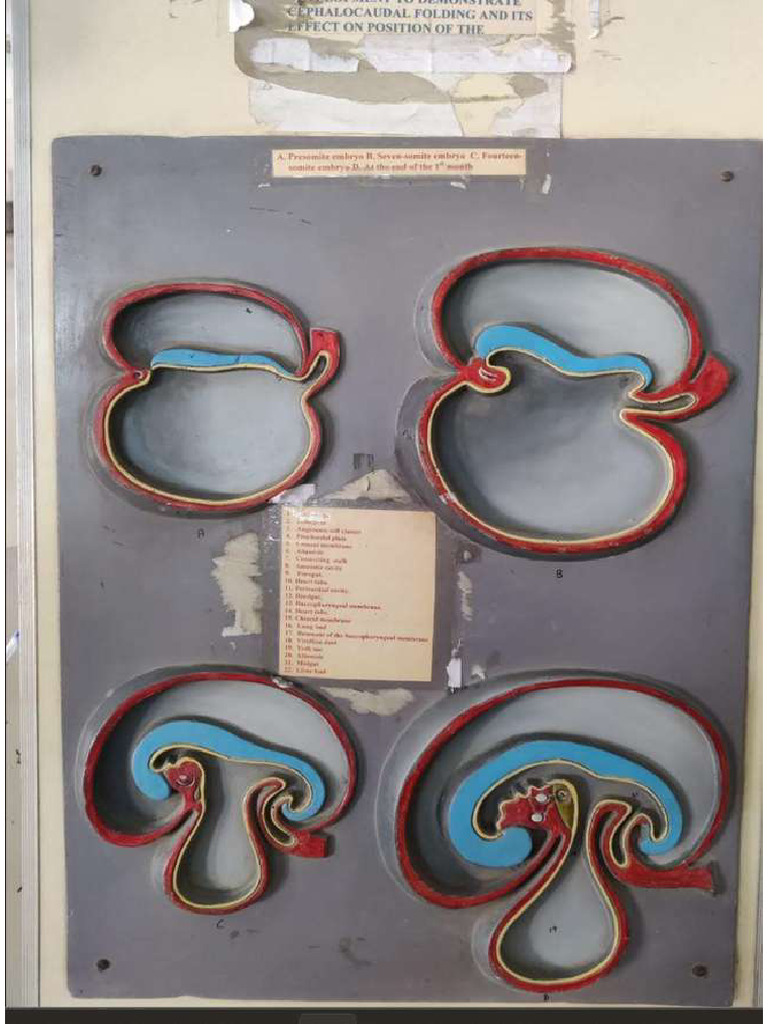 Embryology Models-1 | PDF