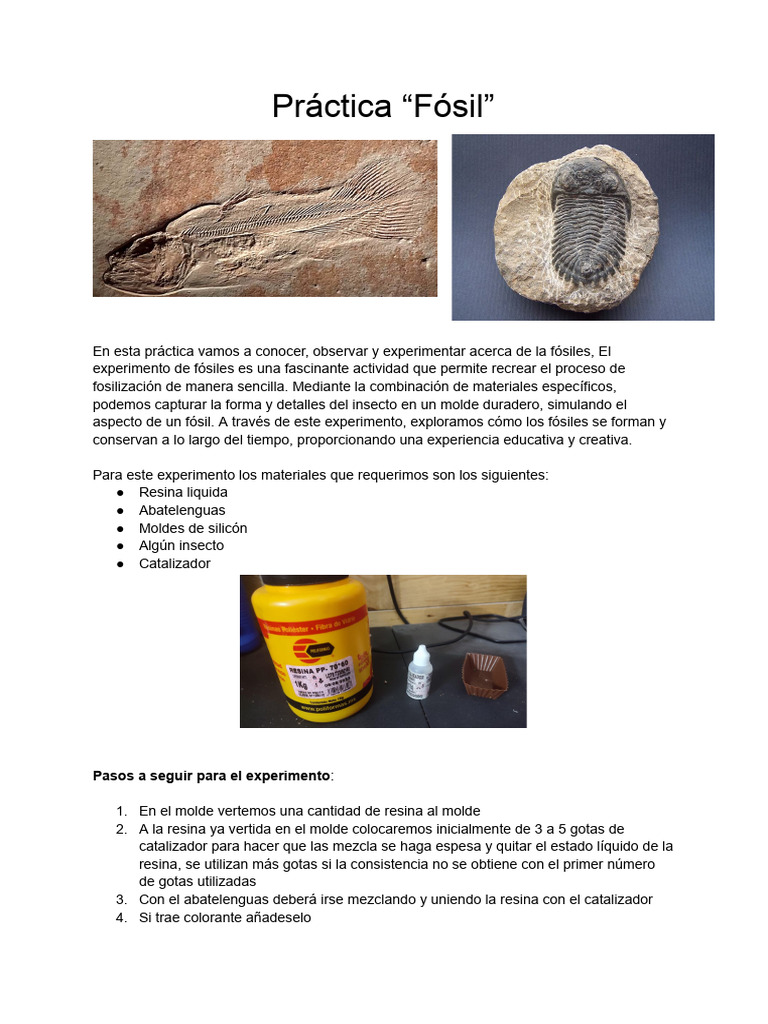 Experimento de Fósiles con Resina | PDF | Fósil | Experimentar
