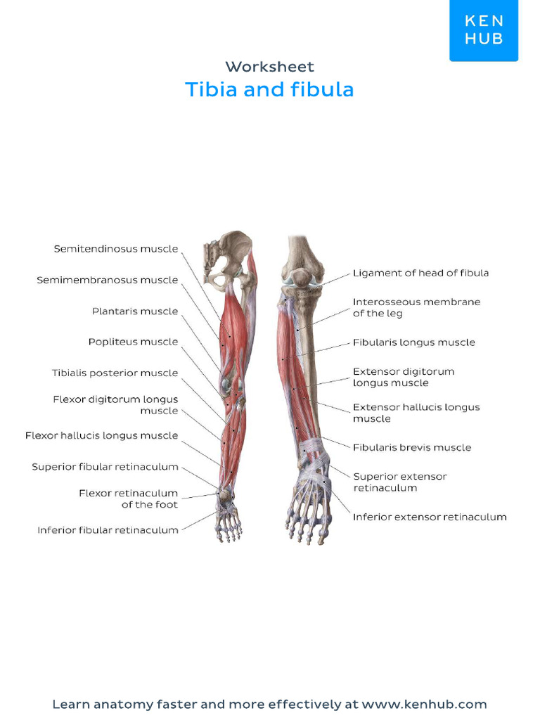 Worksheet Leg Muscles Labeled | PDF