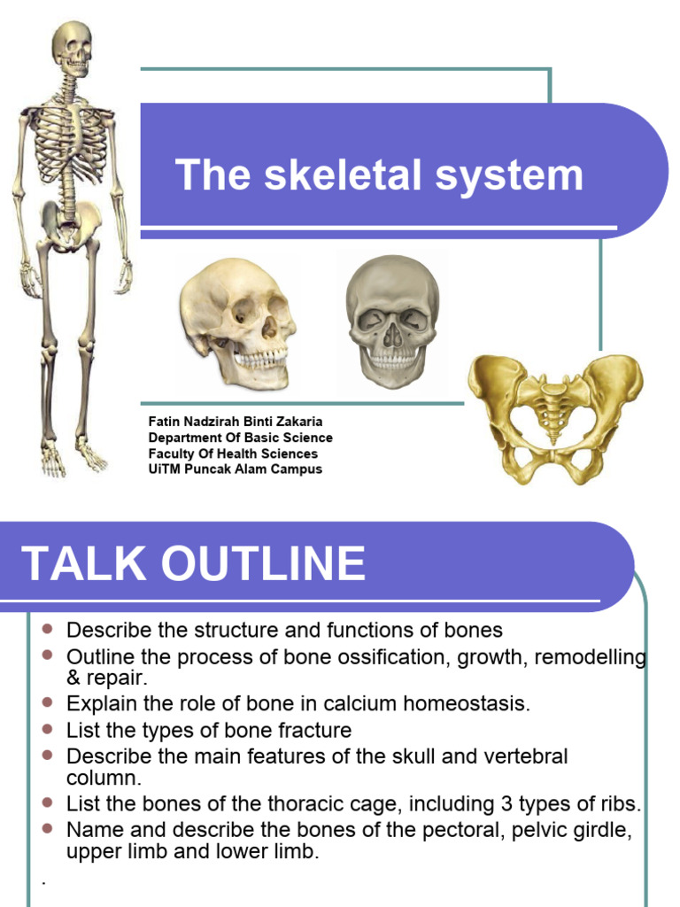 Skeletal System | PDF | Vertebra | Bone