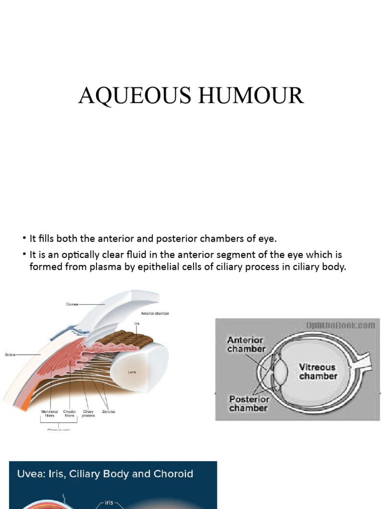 Aqueous Humour - PPTM | PDF | Cornea | Epithelium