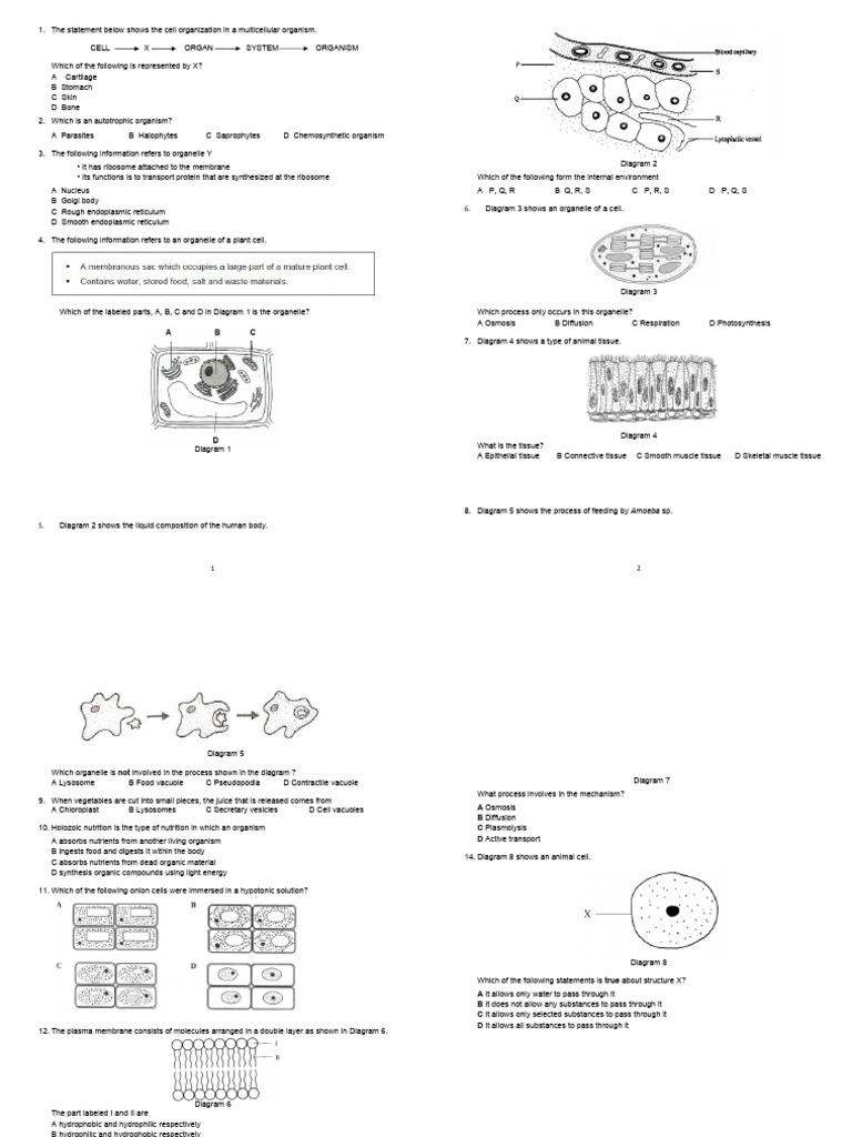 BIOLOGY Mid Exam | PDF | Meiosis | Cell (Biology)