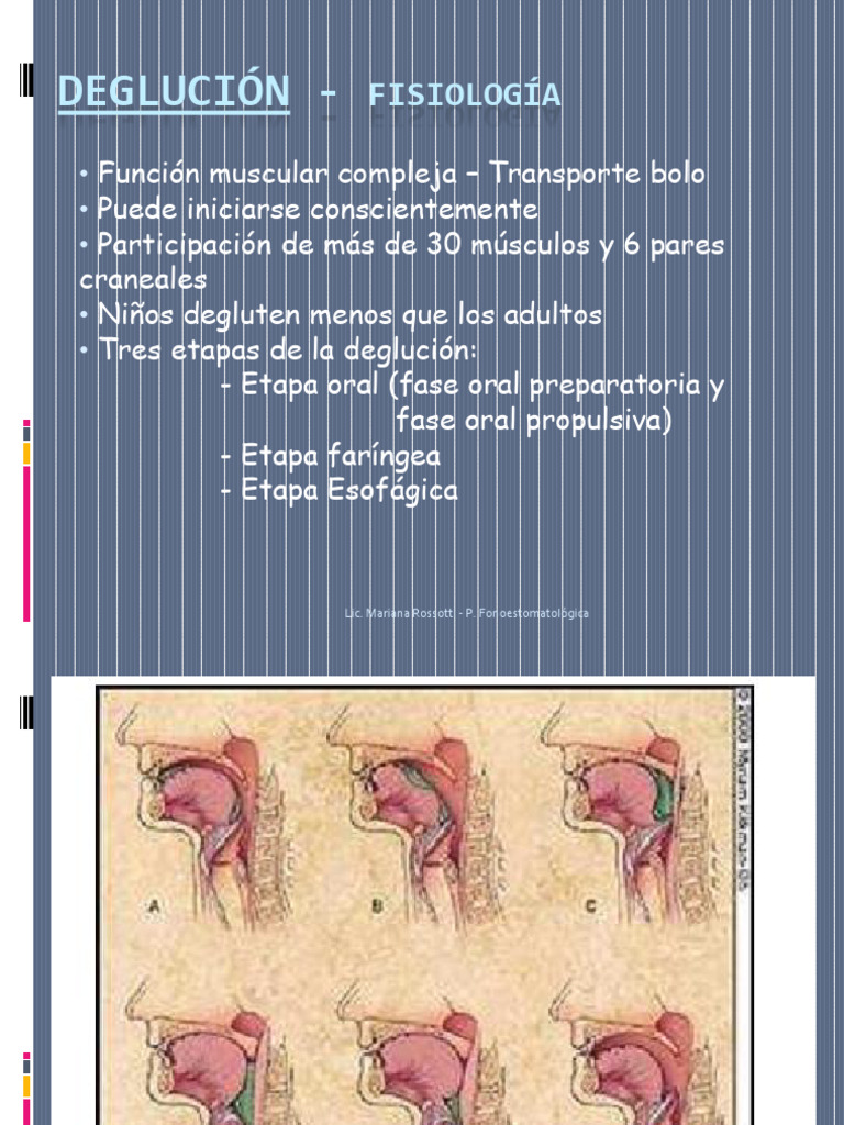 Deglución - Fisiología | PDF