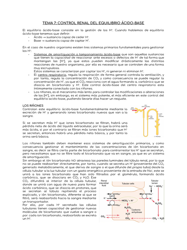Tema 7 - Control Renal Del Equilibrio Ácido-Base | PDF | Solución tampón | Riñón