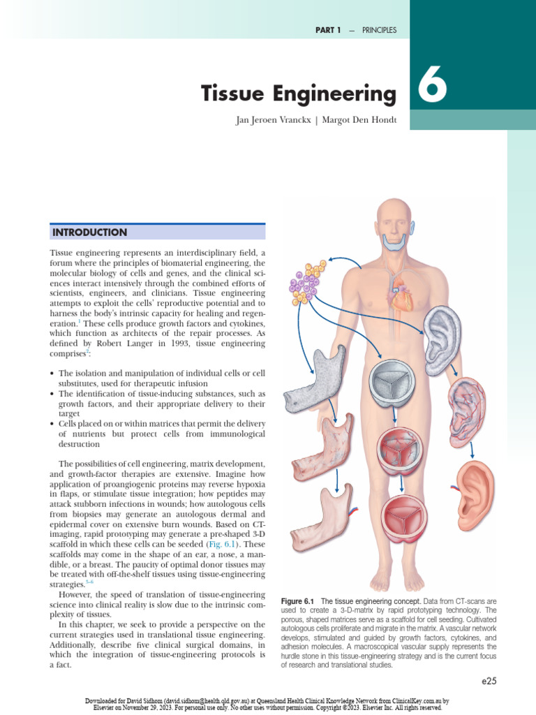 Tissue Engineering | PDF | Tissue Engineering | Stem Cell