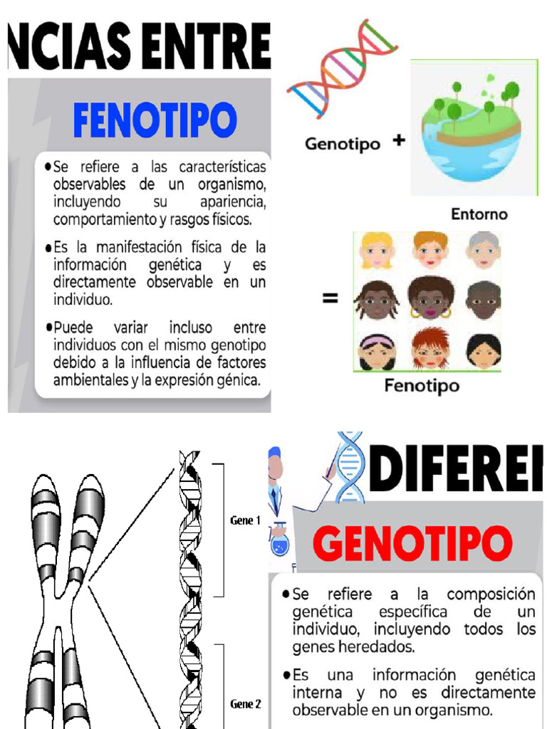 Diferencia Entre Genotipo y Fenotipo | PDF