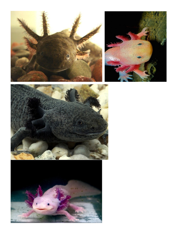 Ajolote Mexicano | PDF