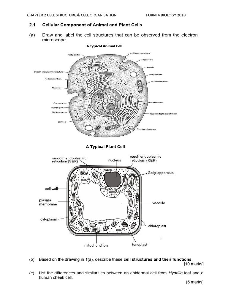 Biology Organelle Drawing Exercise | PDF | Cell (Biology) | Vacuole