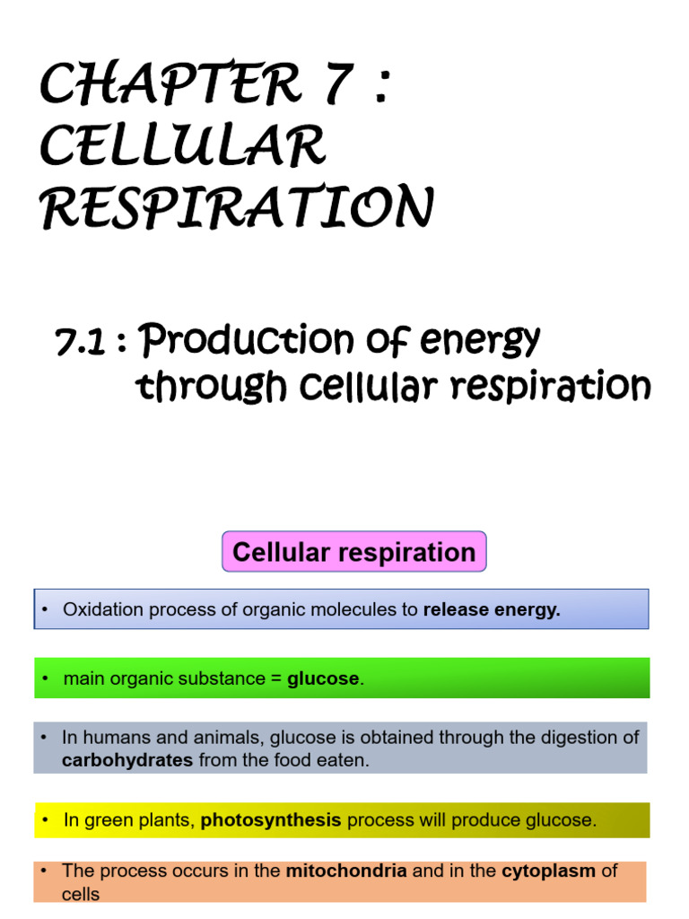 Chapter 7 Cellular Respiration | Download Free PDF | Cellular ...