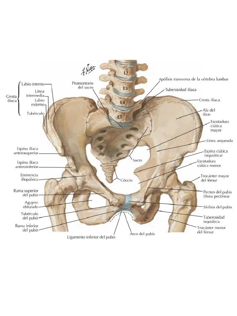 Imagenes Final Lab Anatomia | PDF