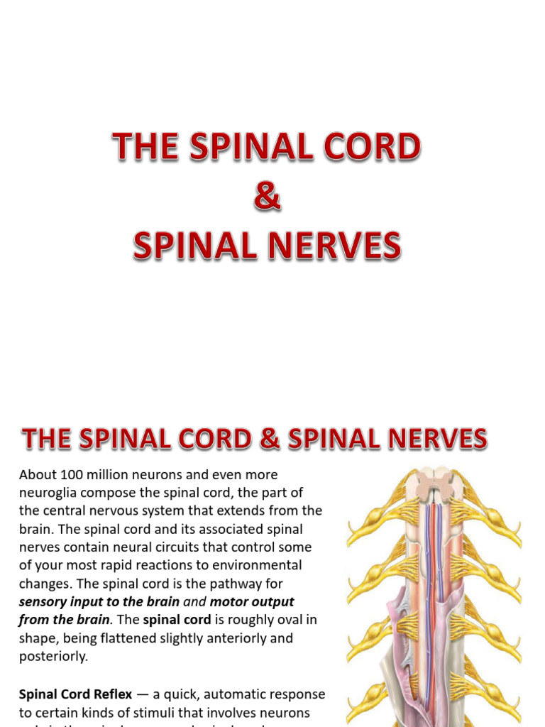 Lab 17 The Spinal Cord Somatic Nerves | PDF | Spinal Cord | Vertebral Column