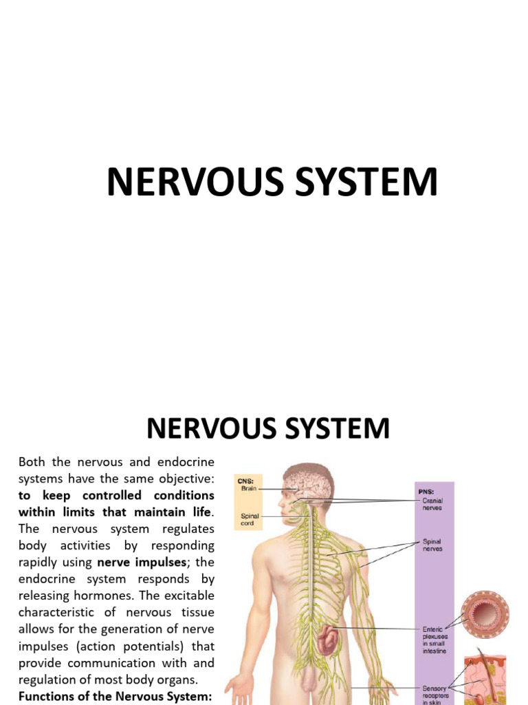 Lab 16 The Nervous System | PDF | Axon | Neuron