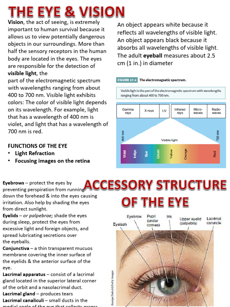 Lab 22 The Eye Vision | PDF | Human Eye | Eye